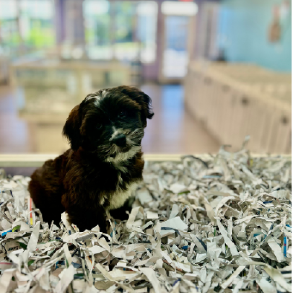 Male Lhasa-Poo Puppies for Sale - San Antonio