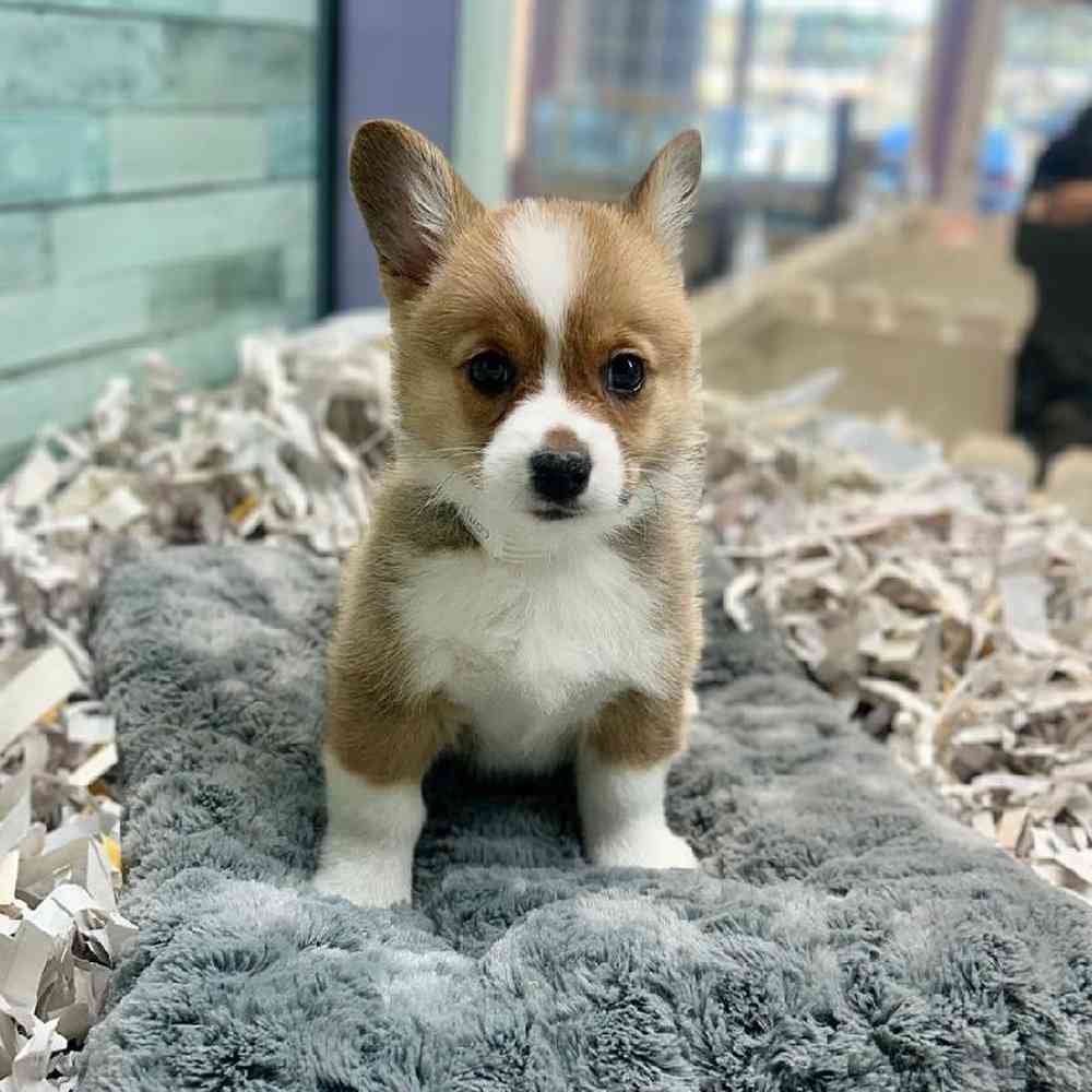 Female Pembroke Welsh Corgi Puppies for Sale - San Antonio