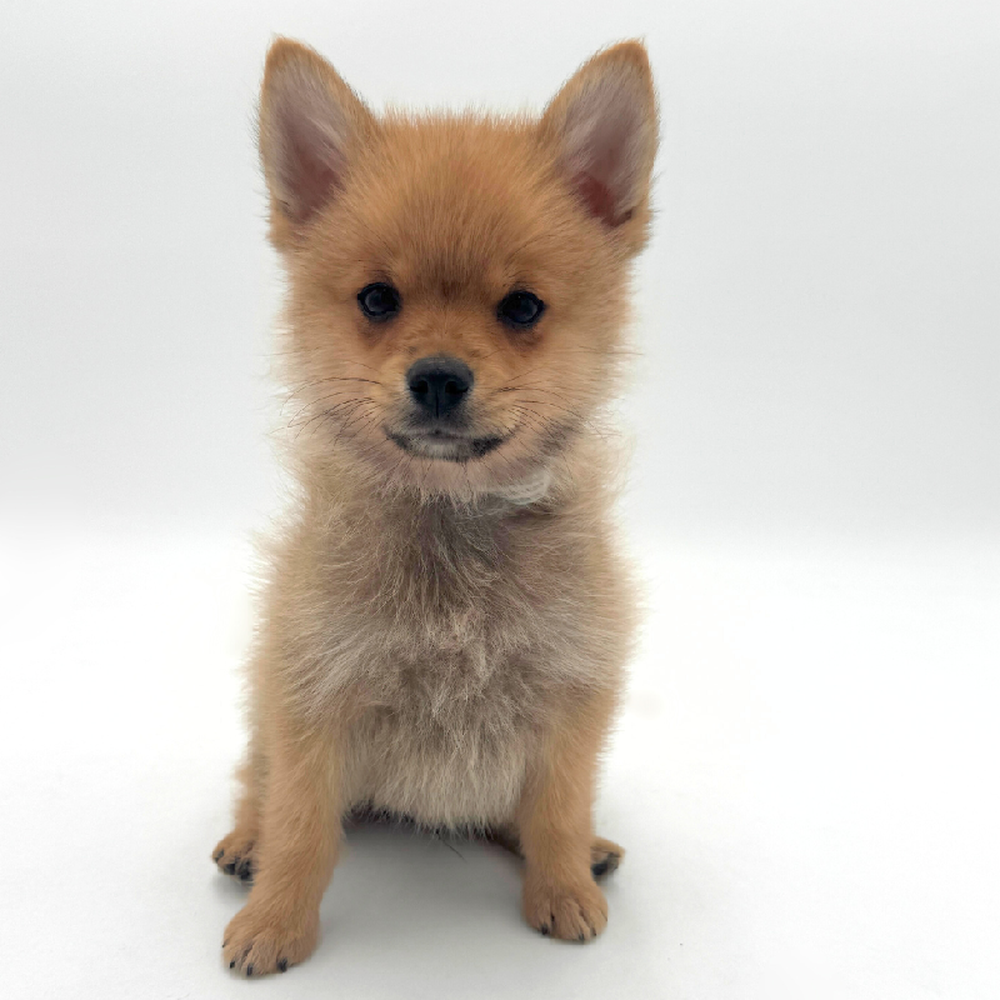 Male 2nd Gen Pomsky Puppies for Sale - San Antonio