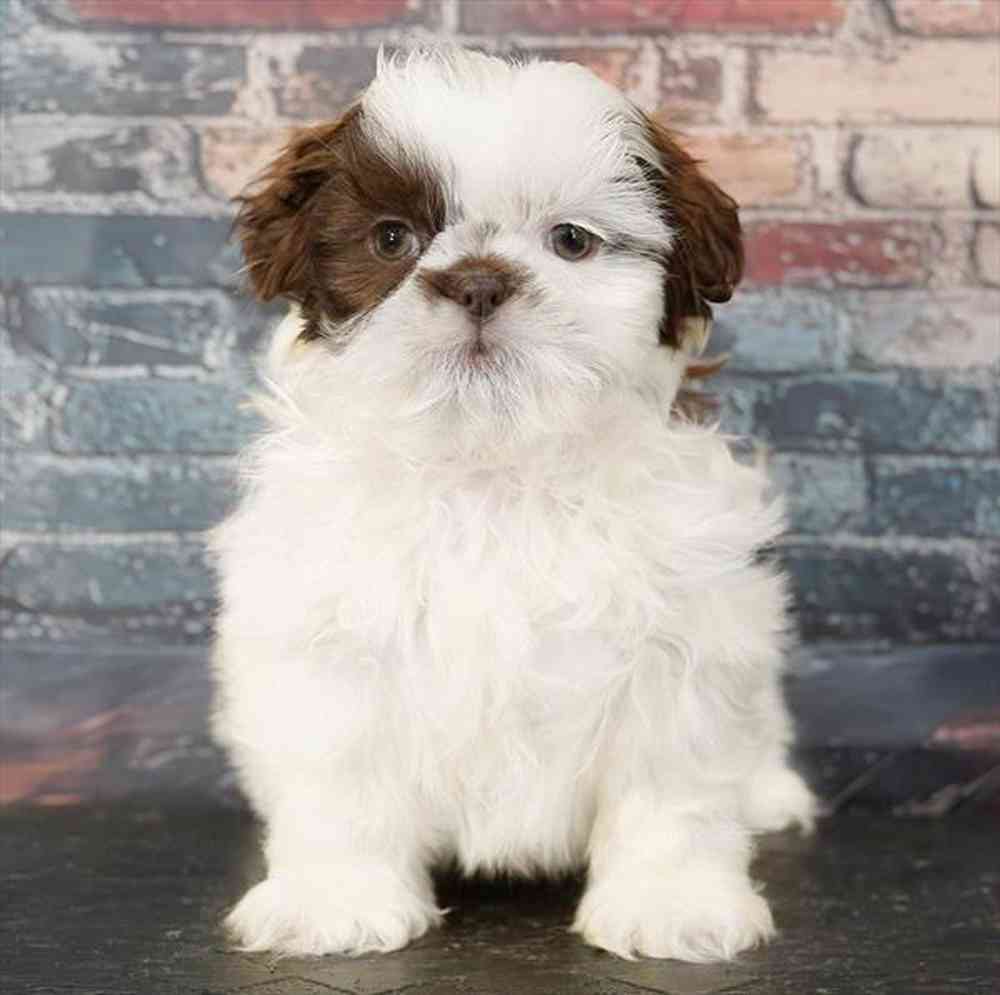 Information on Shizapoo Puppies for Sale in Texas