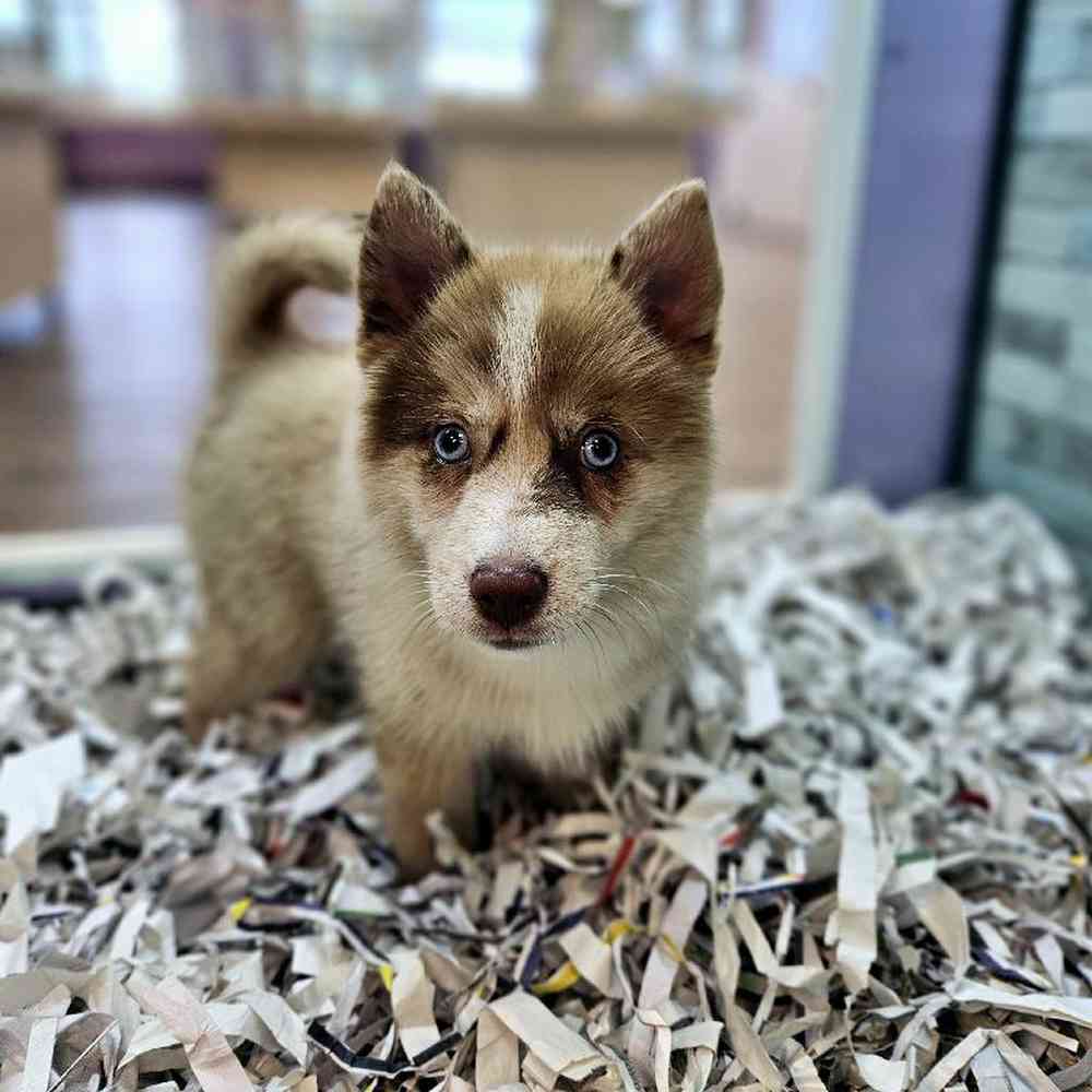 Male Pomsky Puppies for Sale - San Antonio