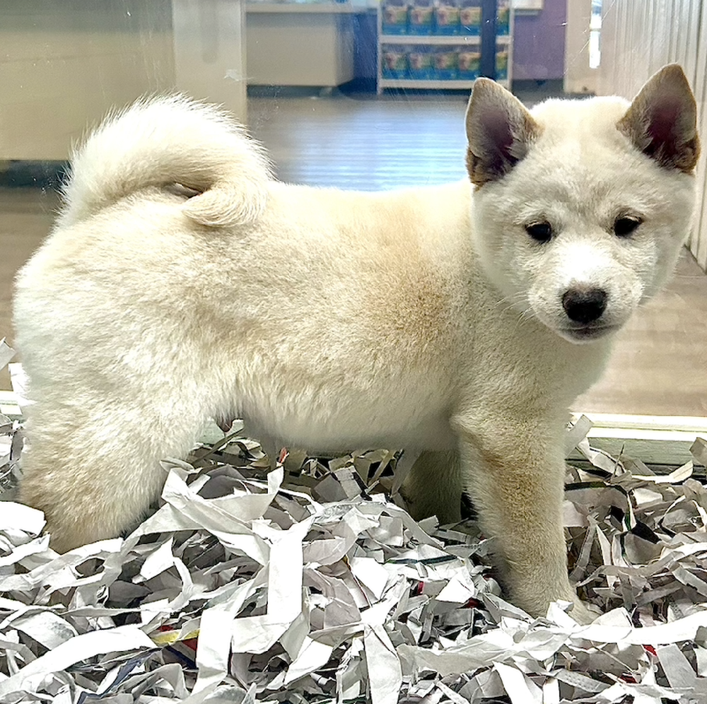 Male Shiba Inu Puppies for Sale - San Antonio